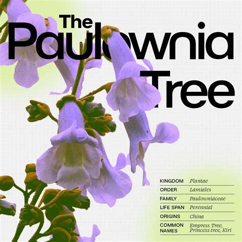 Paulownia Data Visualization Wnw