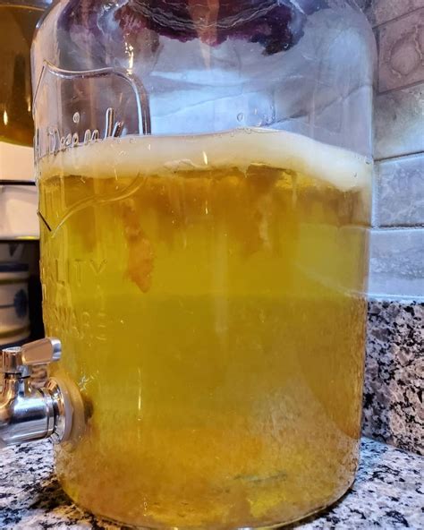 Organic Jun Scoby Etsy