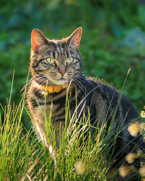 6 Razas De Gatos Que Tienen Un Comportamiento Como Si Fueran Perros