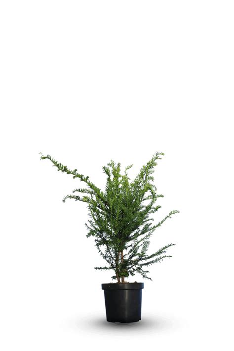 Idegran Kruka 50 60 Cm Extra Kvalitet