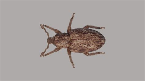 3d Weevil Wings Animation Turbosquid 1523781