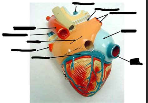 Lab 9 Heart Model Back Labeled Diagram Quizlet