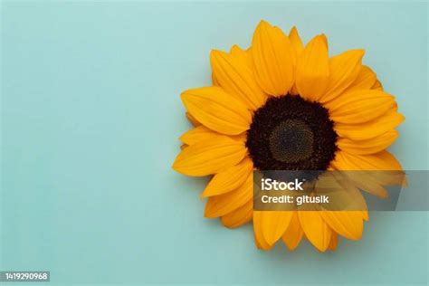 복사 공간이있는 파스텔 배경에 해바라기 꽃 클로즈업 아름다운 해바라기가있는 평평한 하향식 구성 0명에 대한 스톡 사진 및 기타 이미지 Istock