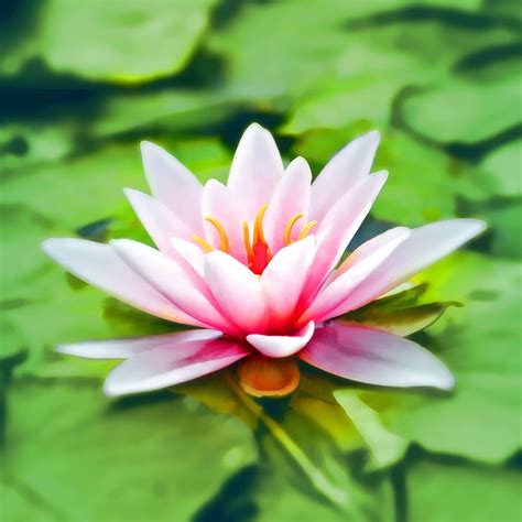 Does The Lotus Flower Symbolize Strength Best Flower Site