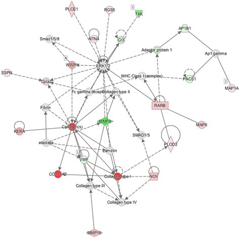 Gene Network 2 Containing Functions Related To ‘connective Tissue