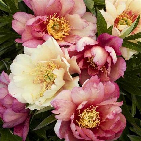 Peony Itoh Julia Rose The Heritage Nursery