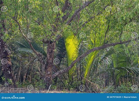 Sundarbans Stock Image Image Of Colour Ecosystem Horizontal 347973659