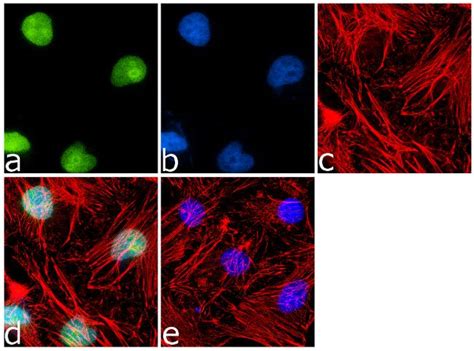 LKB1 Antibody (AHO1392)