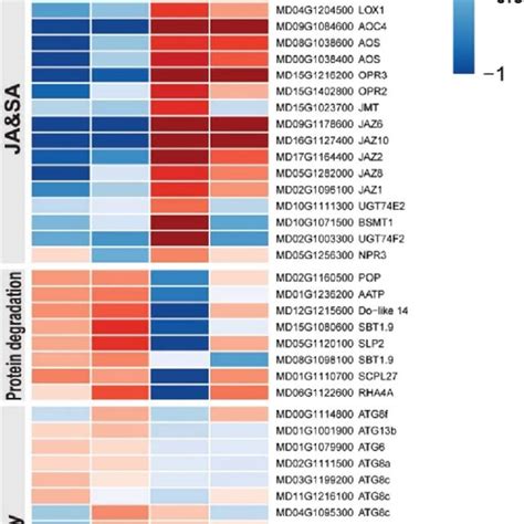 Heat Map Of Some Degs In The Rna Seq Data Degs Involved In