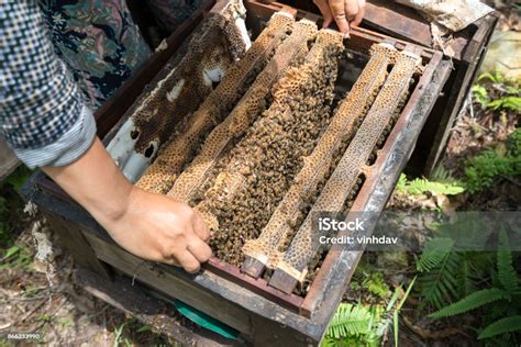 인간 남자와 손을 벌집 근접 유지 꿀벌 둥지에서 꿀을 수집 군체에 대한 스톡 사진 및 기타 이미지 군체 기업 재무와 산업 꿀 Istock