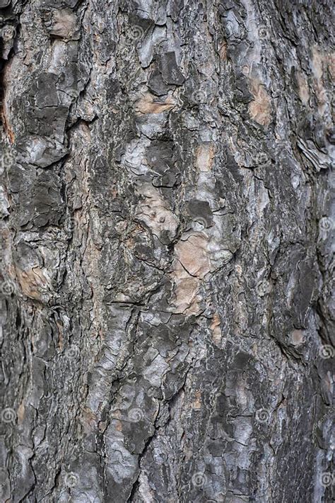 Close Up Background Of Tree Trunks Stock Image Image Of Trunk Brown 320541665