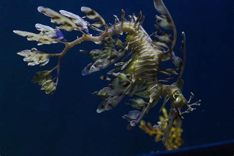 Phycodurus Eques The Zt2 Round Table