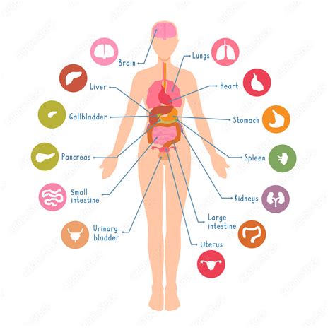 Diagram Of Womens Internal Organs