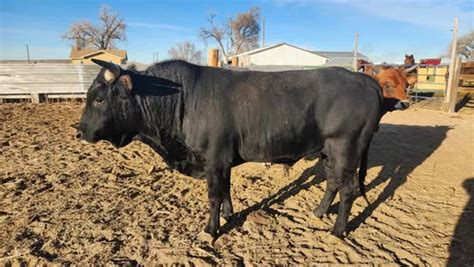 Toro 1 Centennial Livestock Auction Co
