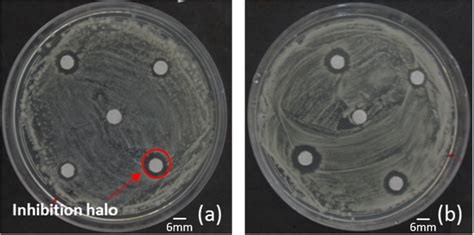 A B Agar Disk Diffusion Assay For E Coli With Silver Nanoparticles Download Scientific Diagram