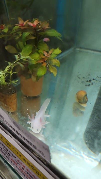 우파 우파 우파루파 도롱뇽 아홀로틀 Youtube