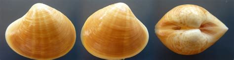 Pitar Affinis Gmelin 1791