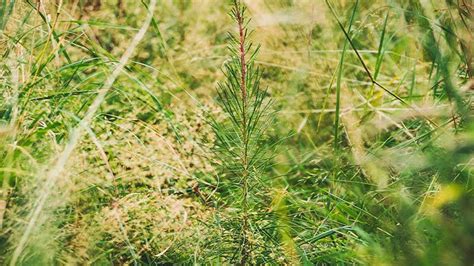 What Is A Tree Definition Anatomy And Characteristics Ecotree