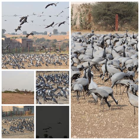 Birdcollect A Comprehensive Benchmark For Analyzing Dense Bird Flock Attributes