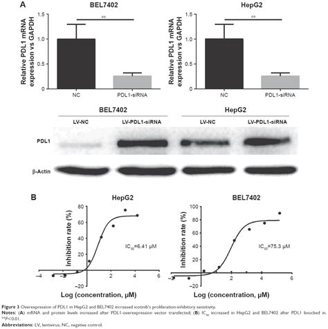Icotinib Inhibits The Proliferation Of Hepatocellular Carcinoma Cells Ott