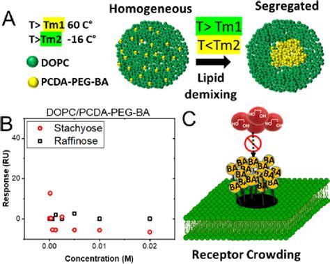 A Schematic Representation Of The Phase Separation Process In The