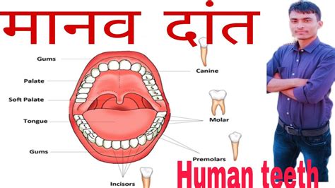 मनव दत Human teeth परकर सरचन एवम करय 10th Biology