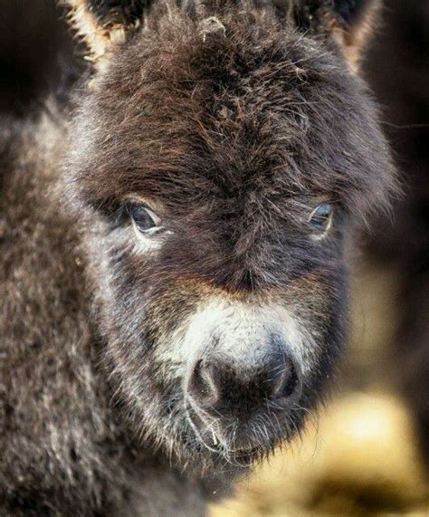 You Guys Look At The Fuzzy Scrolller