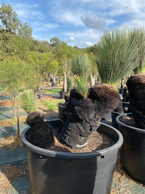 How To Repot A Garden Tree Designer Trees Australia