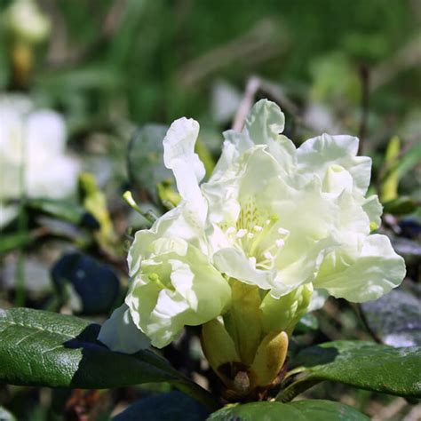 Rhododendron Anthopogon Essential Oil Eorha