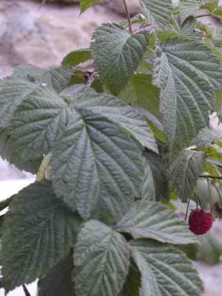 Red Rasberry Leaf Benefits Breathless Beautys Blog