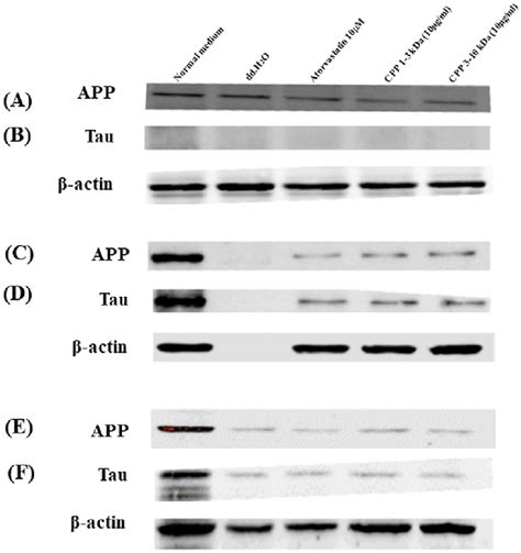 Cpp On App And Tau Protein Expression In A B Aβ 1 42 Injured N2a