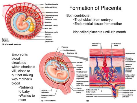 Placenta Maternal Side