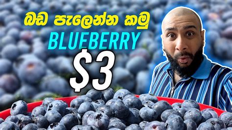ඇයි කැනඩාවේ මෙච්චර බෙරි 😋ඇයි 🇨🇦🇨🇦🇨🇦🇨🇦🇨🇦🇨🇦🇨🇦 Youtube