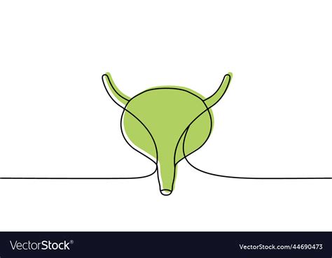 Human Bladder One Line Colored Continuous Drawing Vector Image