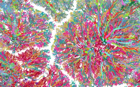 Better Measurement Of Forest Carbon Storage Aids Un Climate Science