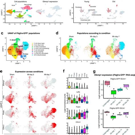 Expression Of Efemp1 In Cardiac Fibroblasts Before And After Myocardial