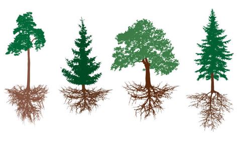 Root Systems The Hidden Foundation Strengthening Trees Oneilstreeservice Com