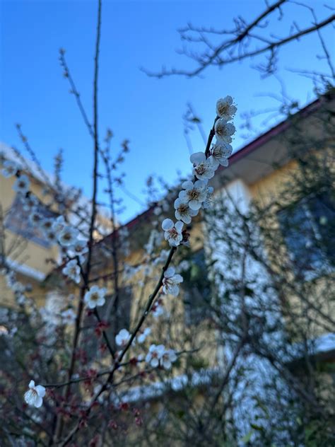 梅の花が咲きました。 ほうゆうの杜｜千葉県千葉市花見川区にあります介護老人保健施設