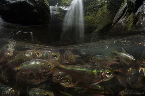 Stream Bio Monitoring Anai