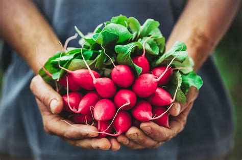 Health Benefits Of Radishes The Leaf
