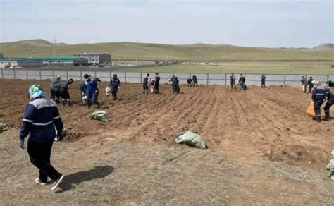 Тавантолгой түлш ХХК ийн ажилчид өөрсдийн тарьсан ногоогоо хүнсэндээ хэрэглэнэ Chuhag