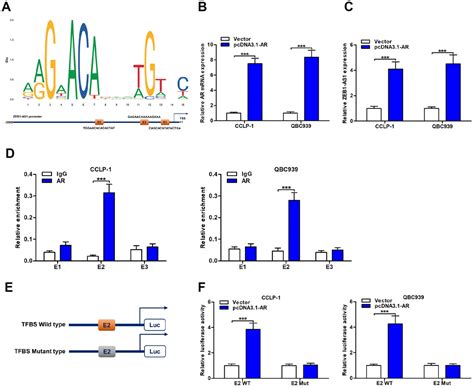 Ar Induced Zeb1 As1 Represents Poor Prognosis In Cholangiocarcinoma And