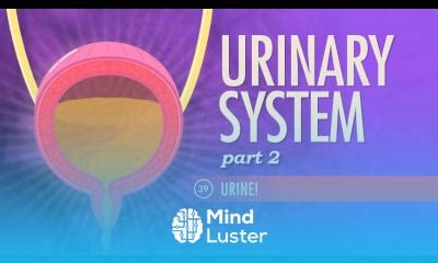 Learn Urinary System Part 2 Crash Course A P 39 Mind Luster