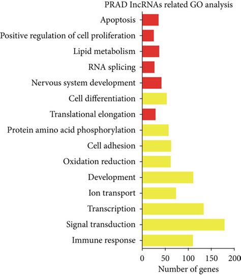 The Biological Functions Of Androgen Responsive LncRNAs In