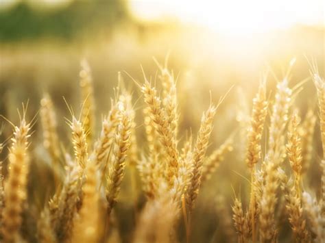 穀物の価格上昇はなぜ起こるのか世界の食料安全保障の未来を専門家が解説 AGRI JOURNAL