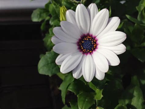 Image Manipulation With Python Pil Learn Python With Holypython Com