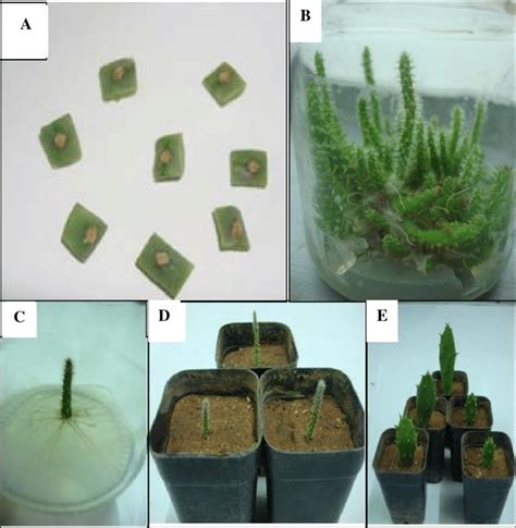 In Vitro Micropropagation System For Cactus Opuntia Ficus Indica
