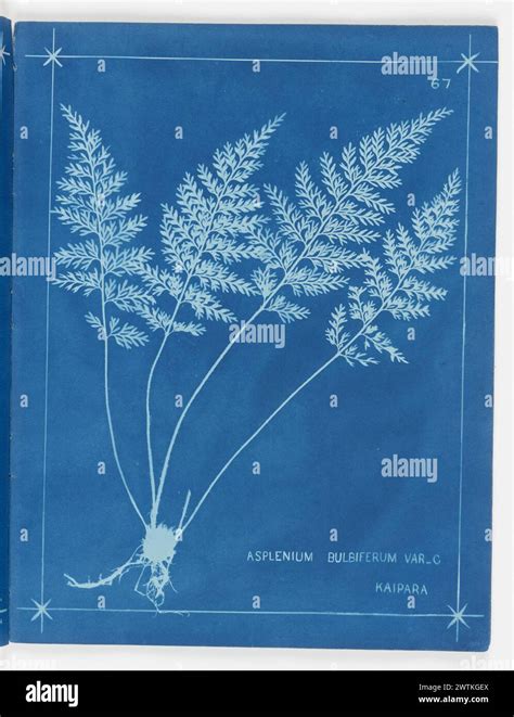 Asplenium Bulbiferum Var C Kaipara From The Album New Zealand Ferns