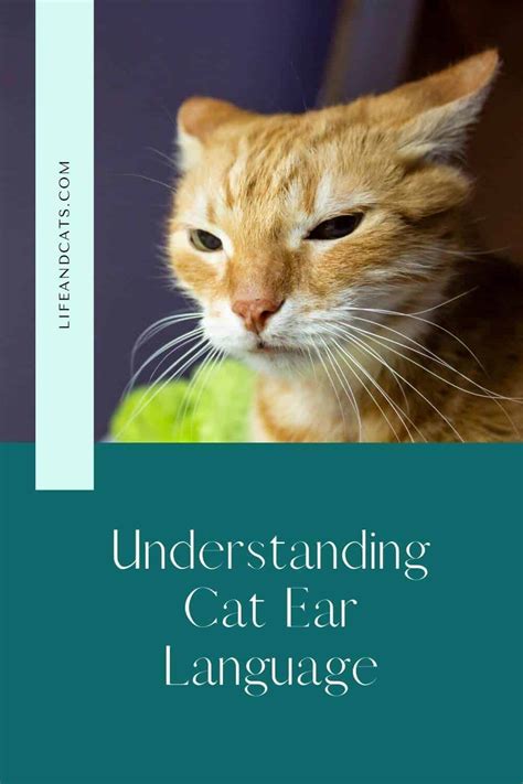 Cat Ear Language Chart At Rebecca Skinner Blog