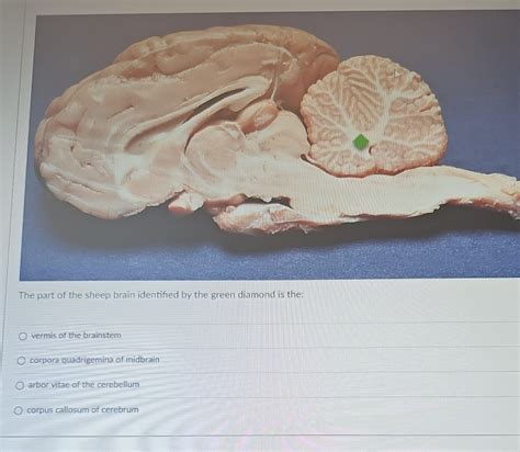 Solved The Part Of The Sheep Brain Identified By The Green